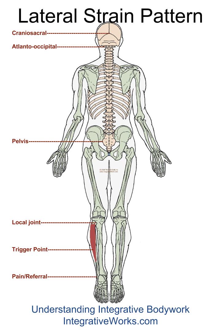 An Introduction to the Integrative Bodywork Model - Integrative Works