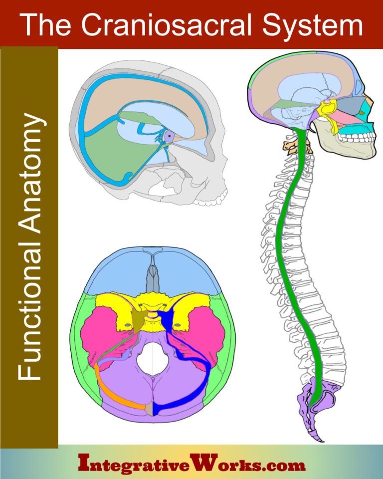 Craniosacral System Overview - Integrative Works