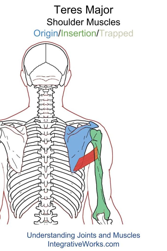 Teres Major – Functional Anatomy | Integrative Works