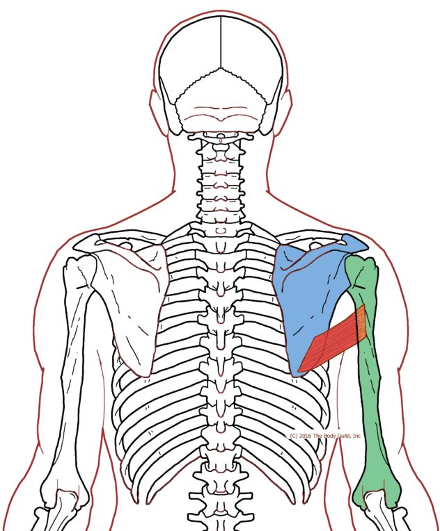 Teres Major – Functional Anatomy | Integrative Works