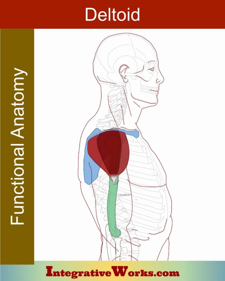 Anatomy for Massage and Bodywork - Integrative Works