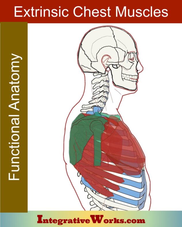 Extrinsic Chest Muscles - Functional Anatomy - Integrative Works