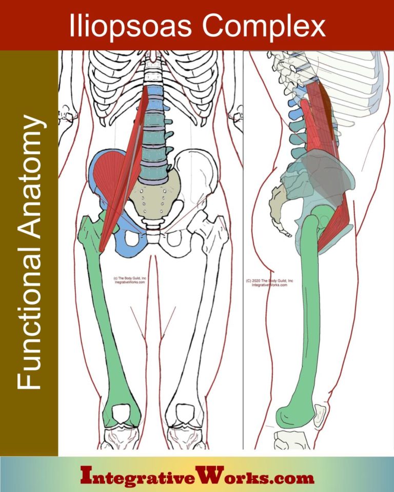 Iliacus - Functional Anatomy - Integrative Works