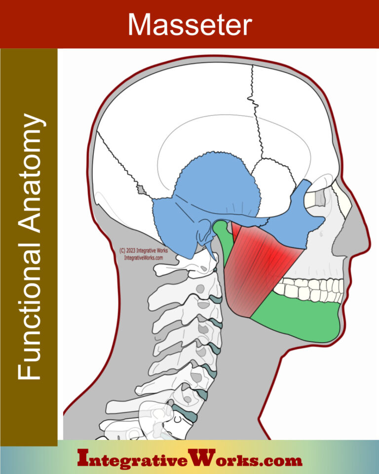Anatomy for Massage and Bodywork - Integrative Works