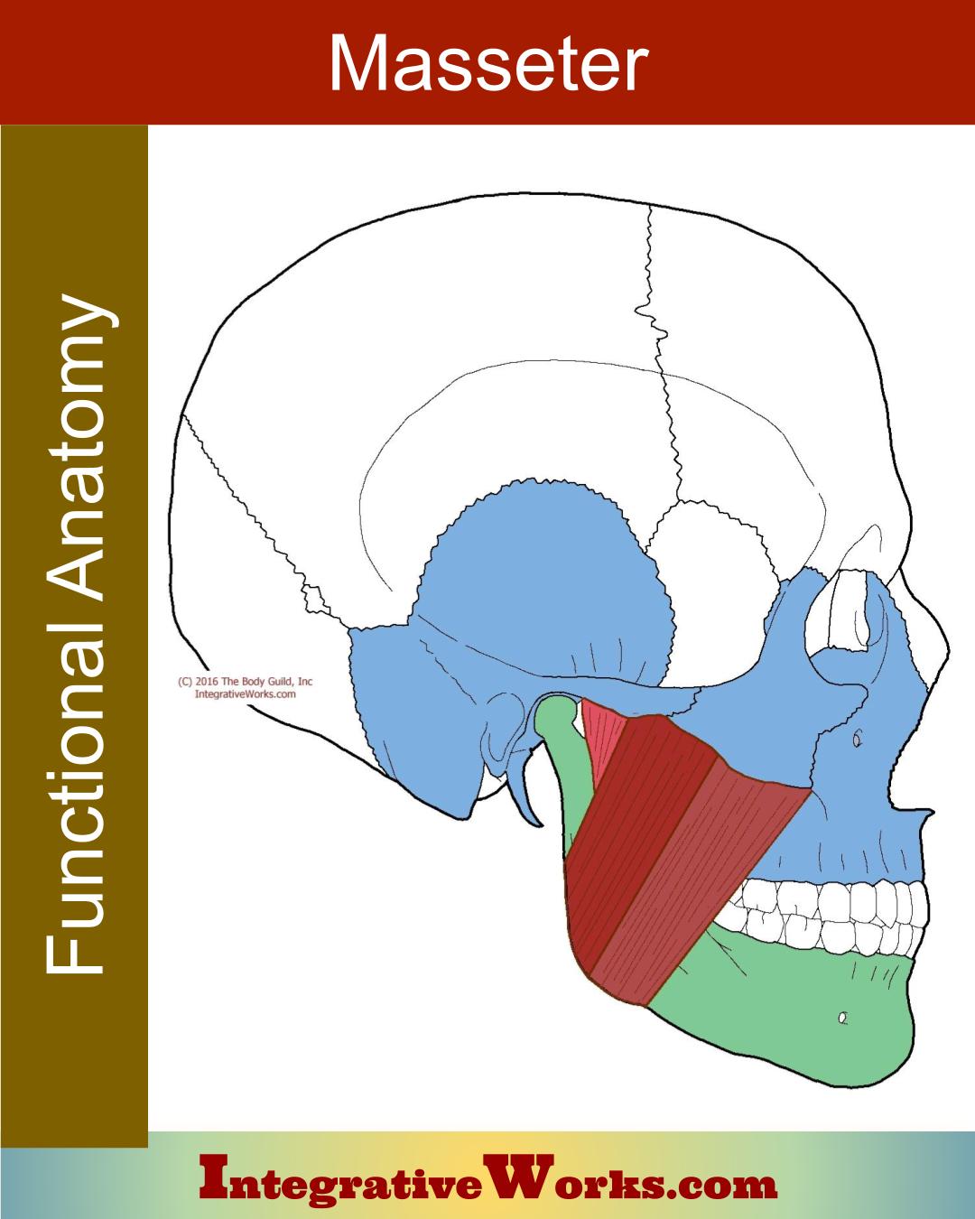 Masseter - Functional Anatomy - Integrative Works
