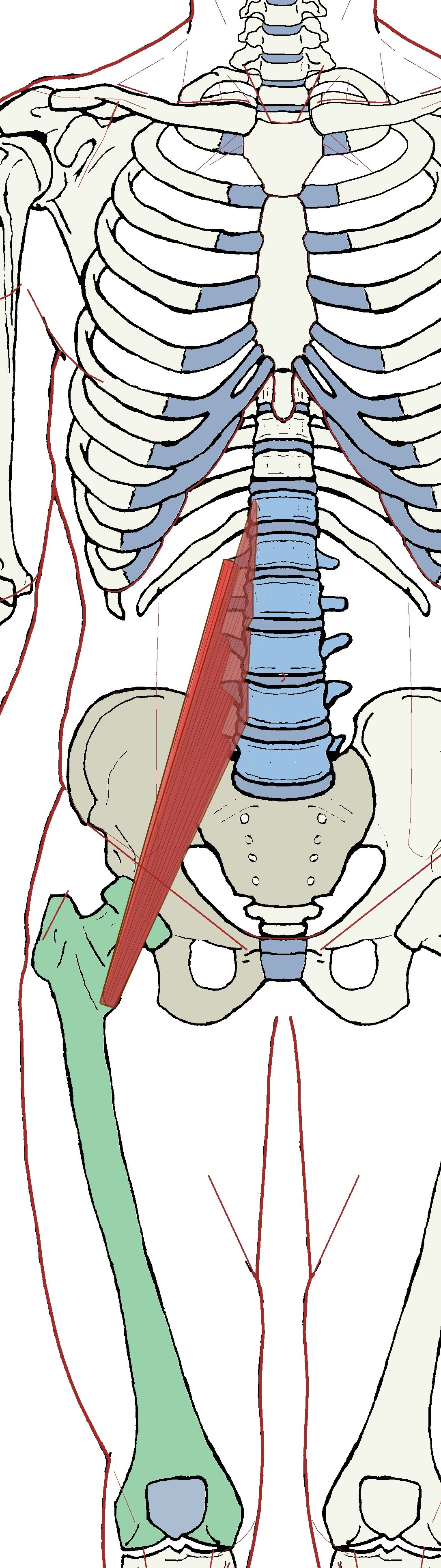 Psoas Major - Functional Anatomy - Integrative Works
