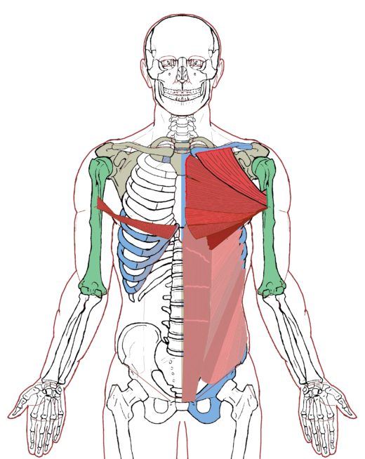 Pectoralis Major - Functional Anatomy - Integrative Works