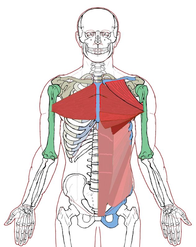 Pectoralis Major - Functional Anatomy - Integrative Works
