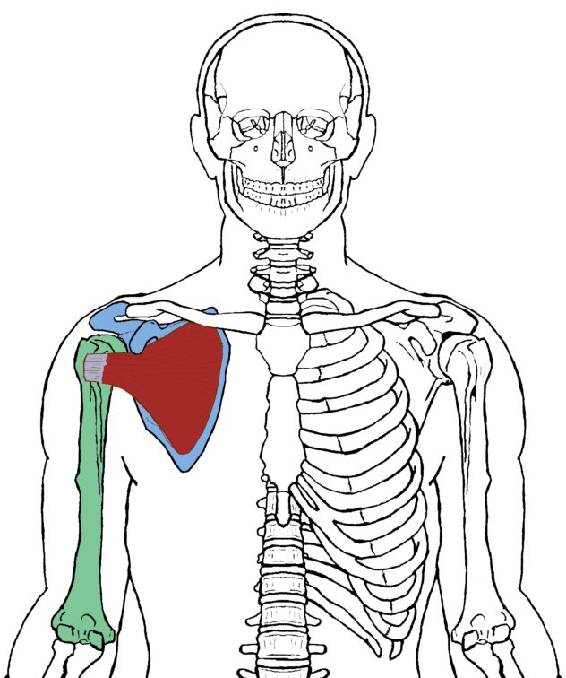 Subscapularis - Functional Anatomy - Integrative Works