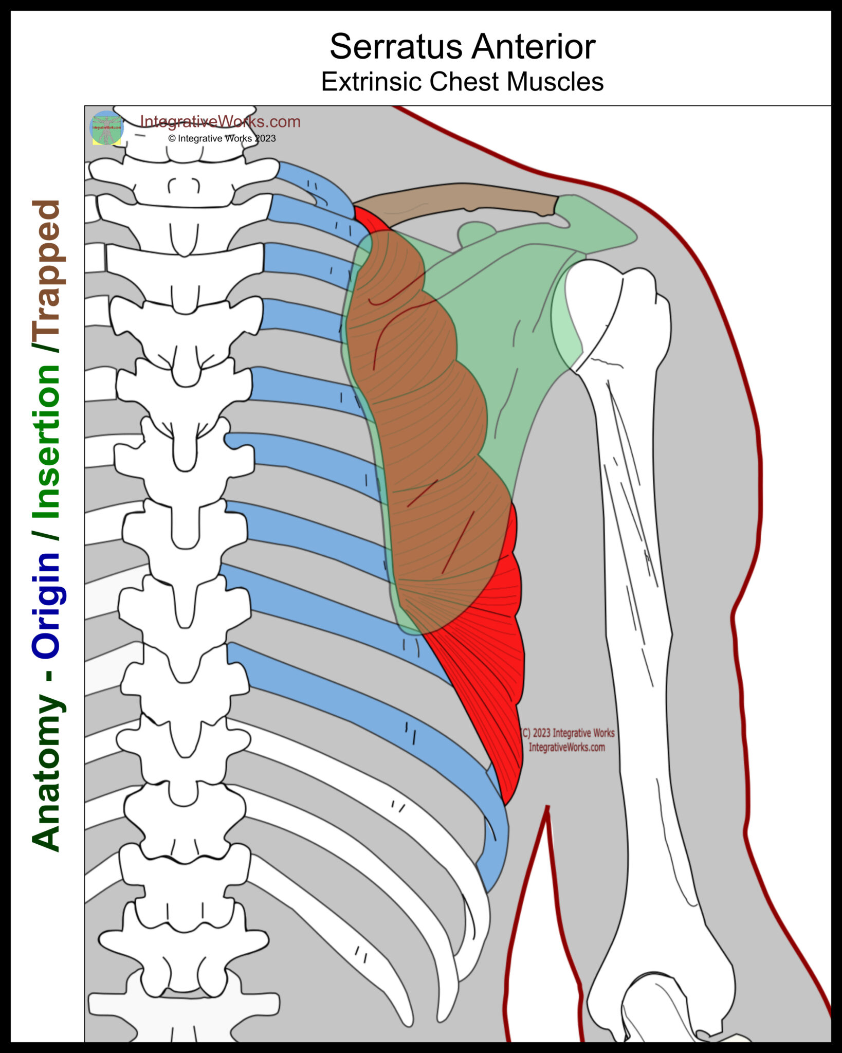 Serratus Anterior Functional Anatomy Integrative Works