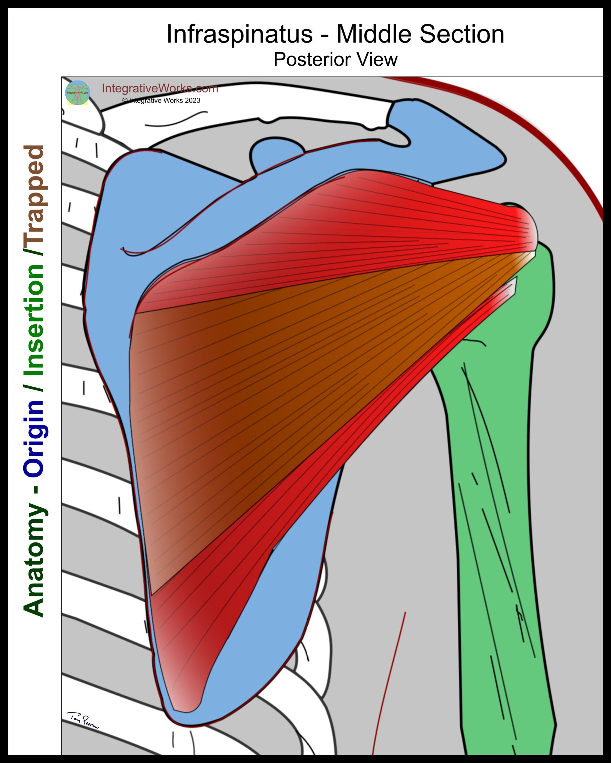 Infraspinatus - Functional Anatomy - Integrative Works