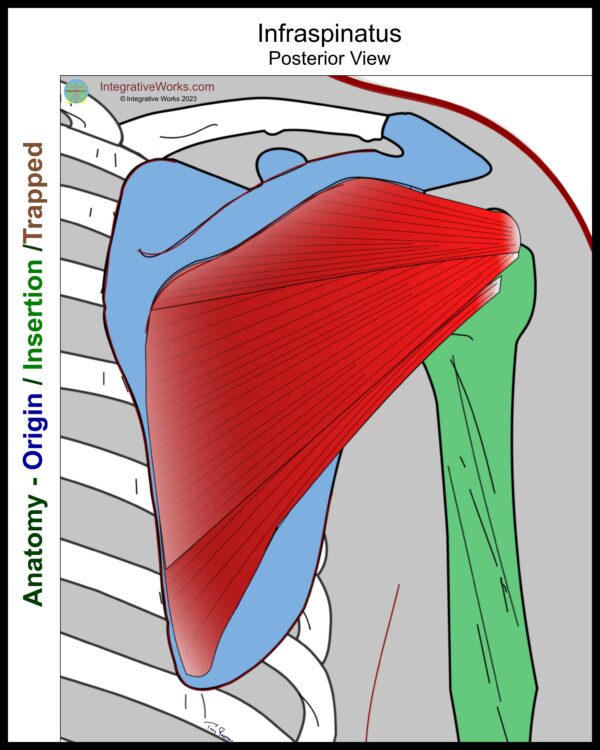 Infraspinatus - Functional Anatomy - Integrative Works