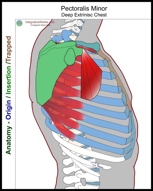 Pectoralis Minor - Functional Anatomy - Integrative Works