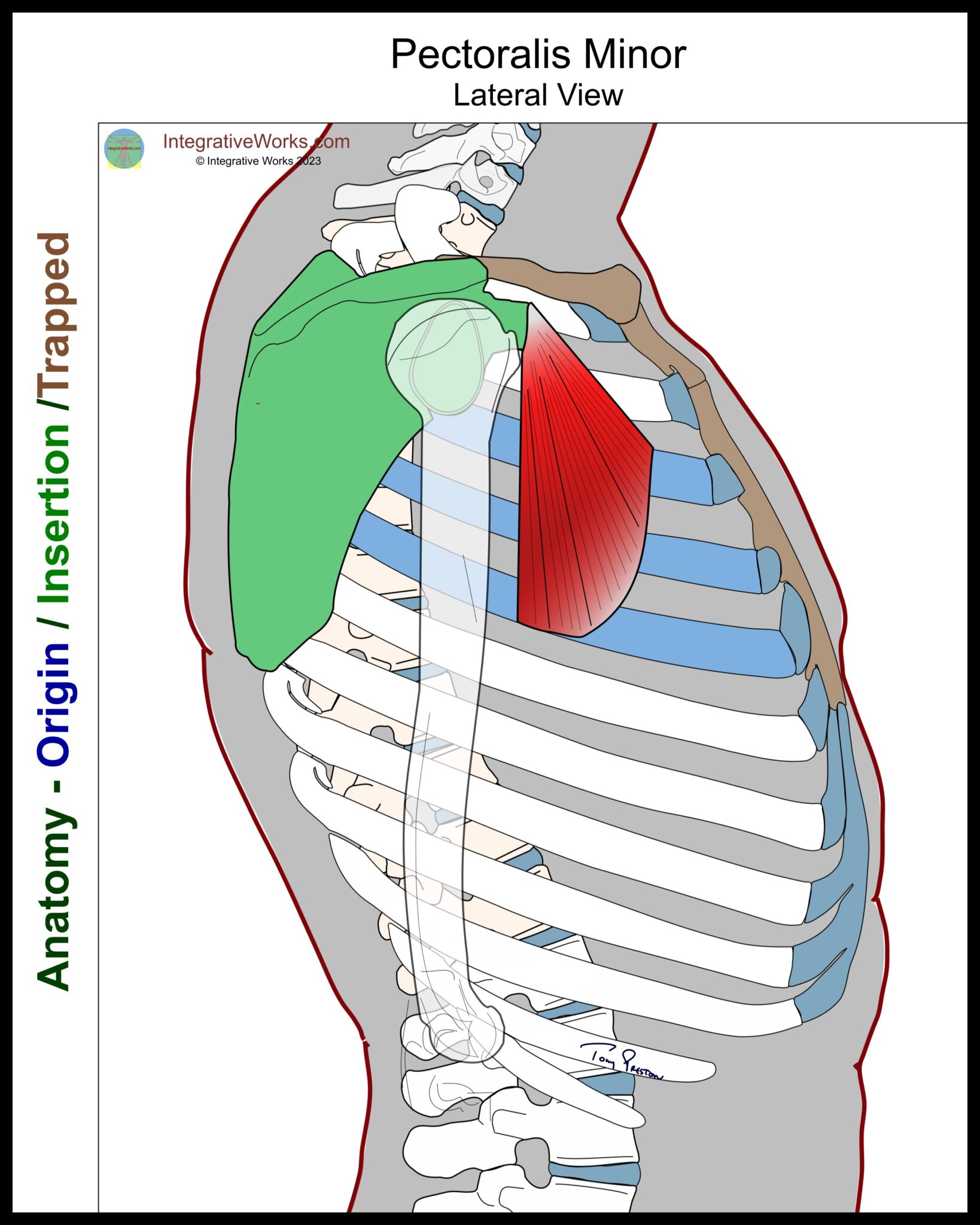 Pectoralis Minor - Functional Anatomy - Integrative Works