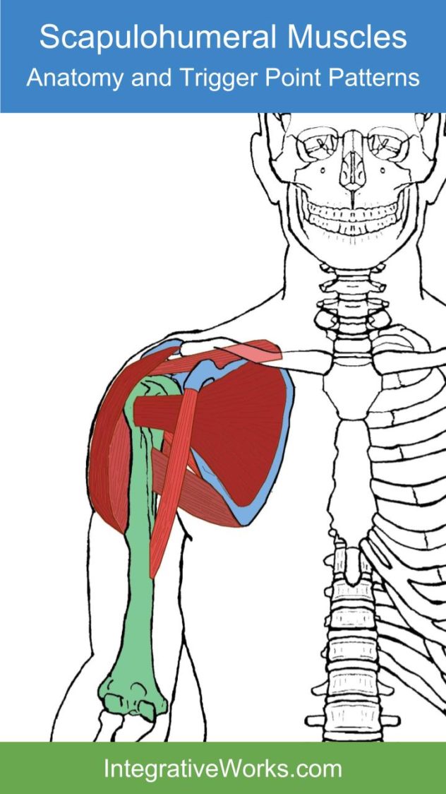 Functional Anatomy – Coracobrachialis | Integrative Works