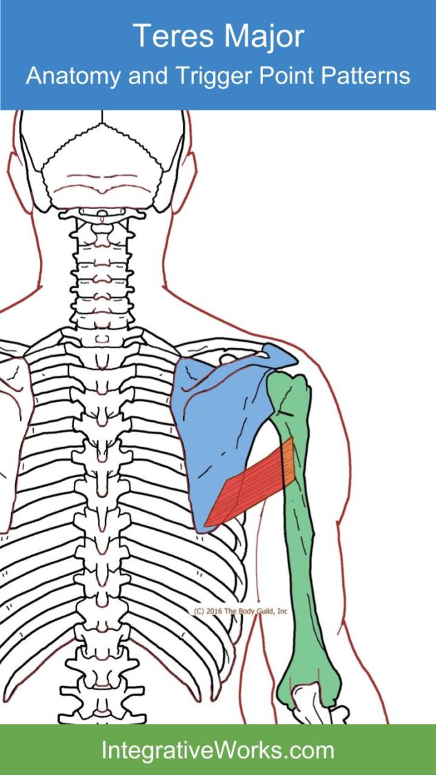 Teres Major Anatomy