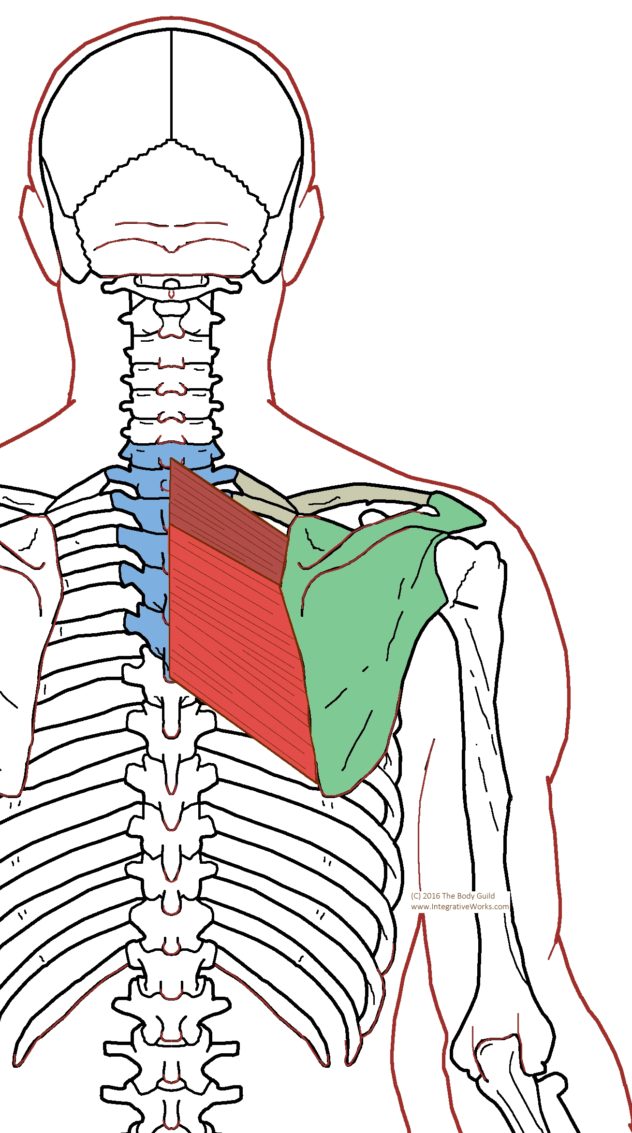 Rhomboids Functional Anatomy Integrative Works