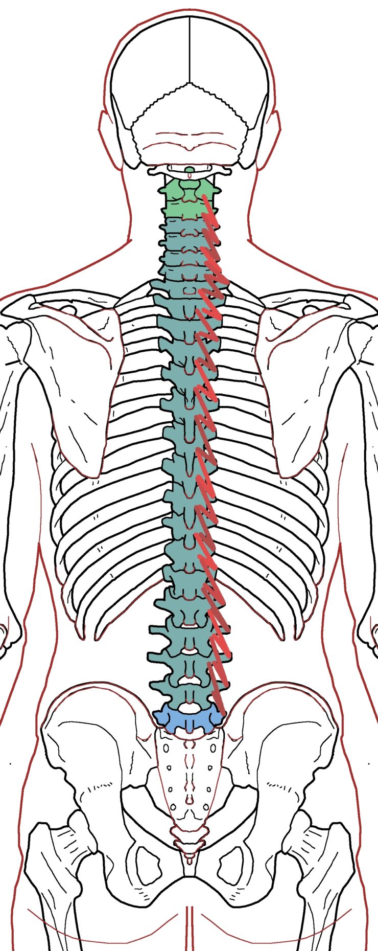 Rotatores and Multifidi - Functional Anatomy - Integrative Works