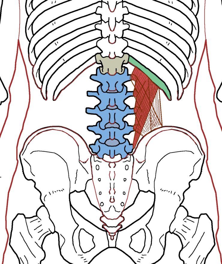 Quadratus Lumborum - Functional Anatomy - Integrative Works