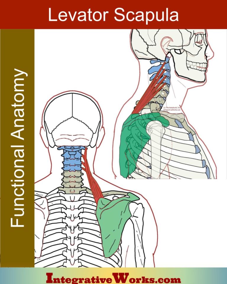 Levator Scapula - Neuromuscular Massage Protocol - Integrative Works