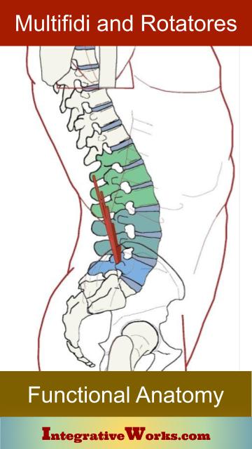 Lamina Groove Neuromuscular Massage Protocol Integrative Works