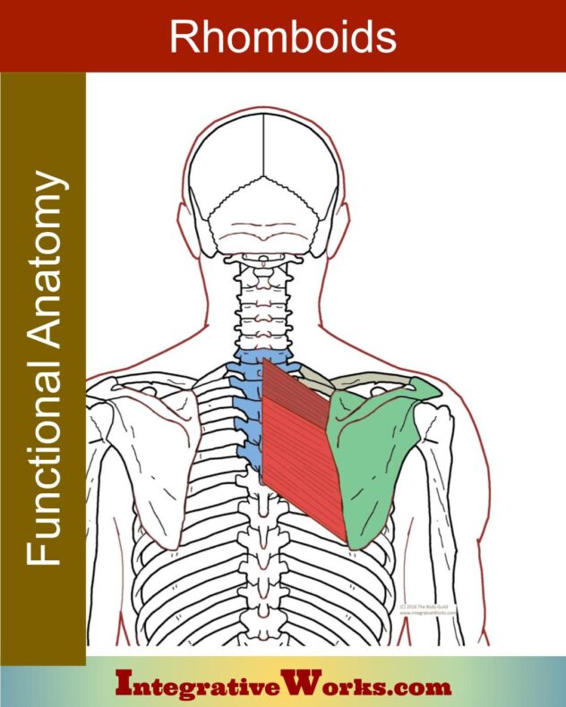 Rhomboid Major and Minor Muscles - Functional Anatomy - Integrative Works
