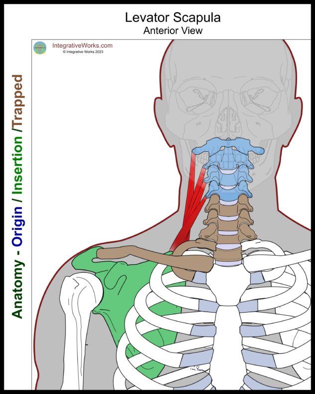 Levator Scapula - Functional Anatomy - Integrative Works