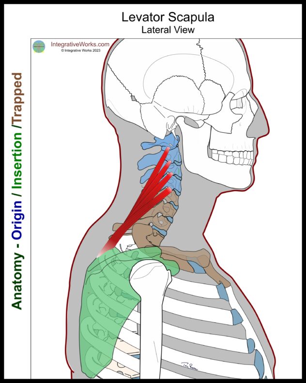 Levator Scapula - Functional Anatomy - Integrative Works