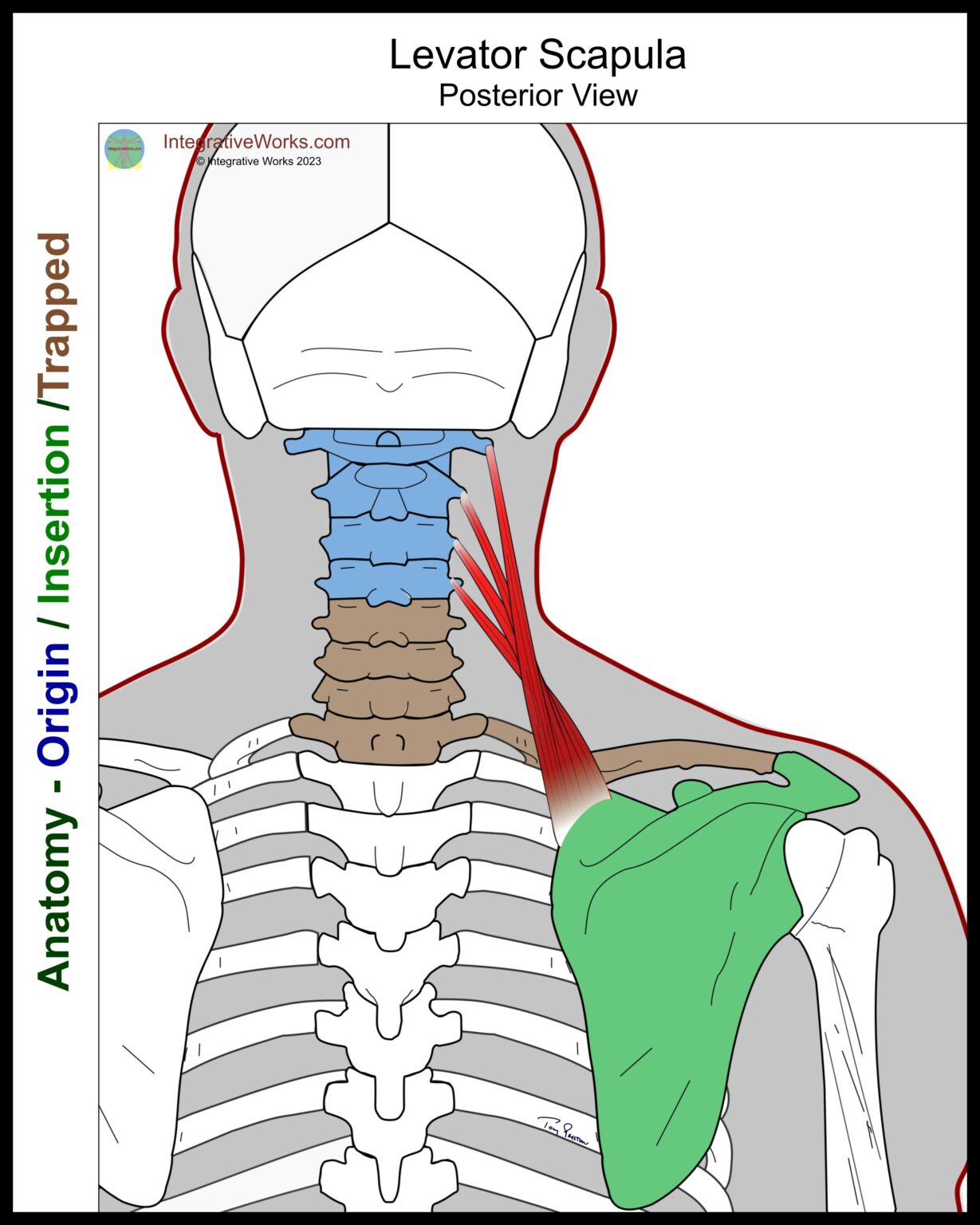 Levator Scapula - Functional Anatomy - Integrative Works