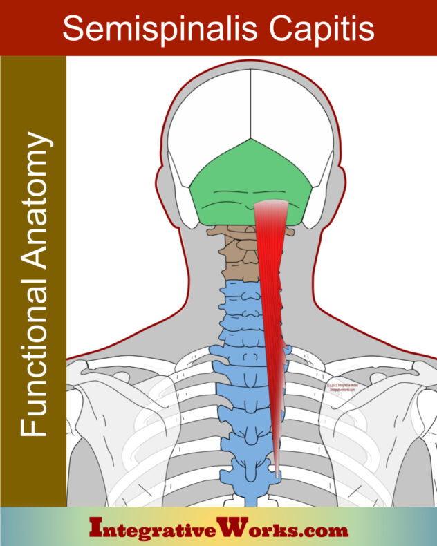Anatomy Archives - Page 5 of 8 - Integrative Works