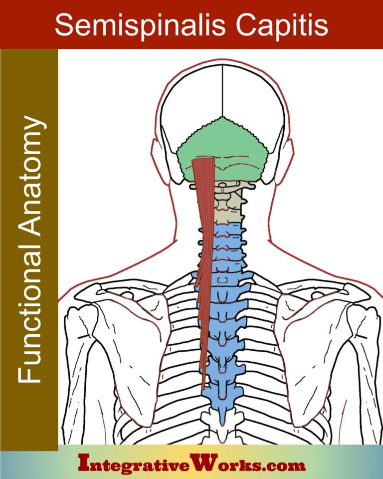 Semispinalis Capitis - Functional Anatomy - Integrative Works