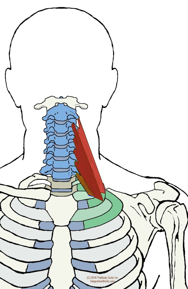 Scalene Muscles - Functional Anatomy - Integrative Works
