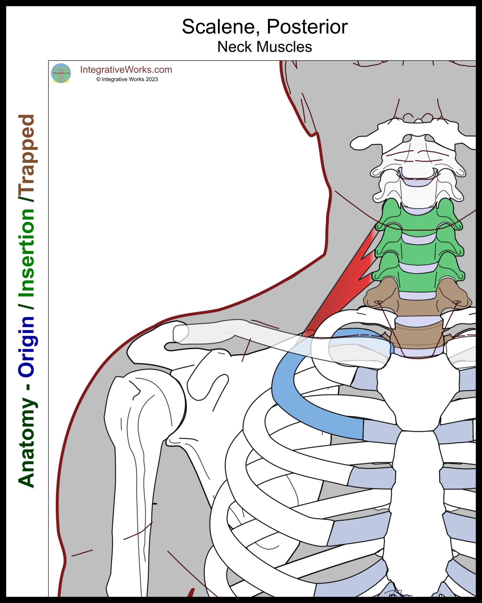 Scalene Muscles - Functional Anatomy - Integrative Works