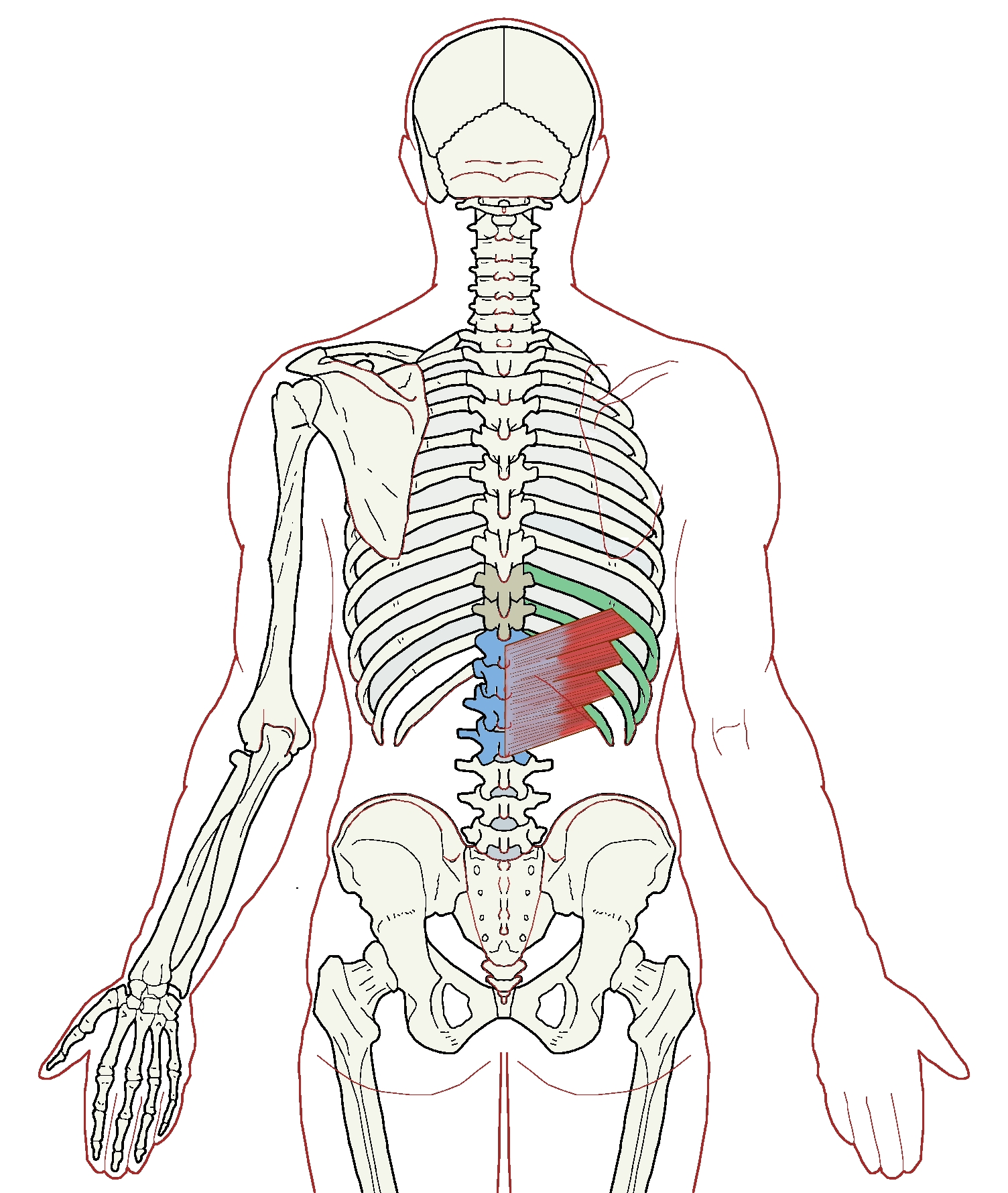 Serratus Posterior Inferior - Functional Anatomy - Integrative Works