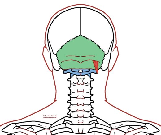 Suboccipital muscles - Functional Anatomy - Integrative Works