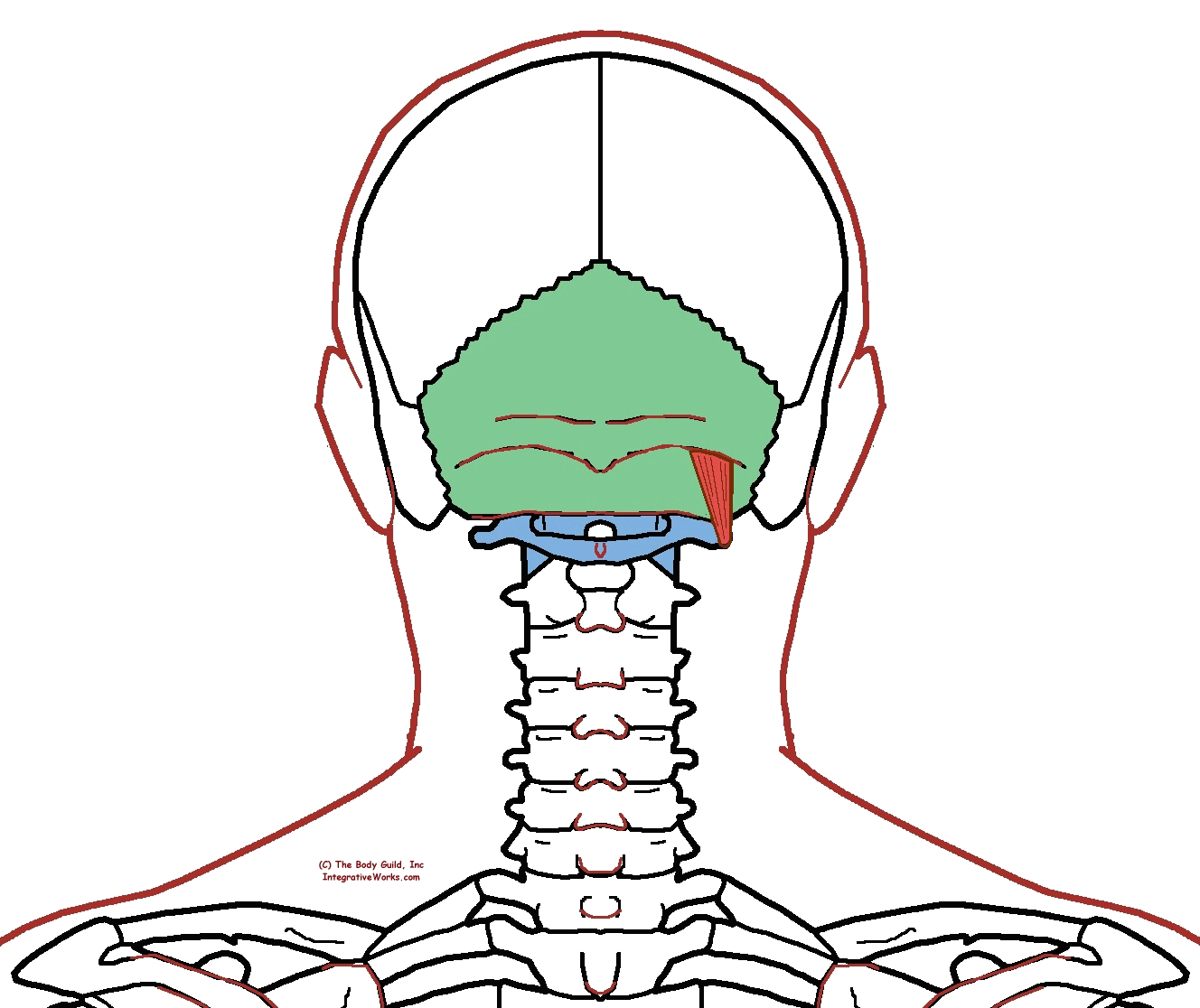 Suboccipital muscles - Functional Anatomy - Integrative Works