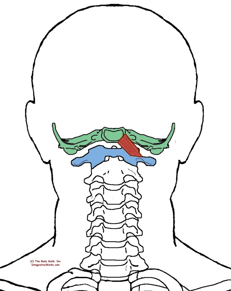 Anterior Suboccipital Muscles - Functional Anatomy - Integrative Works