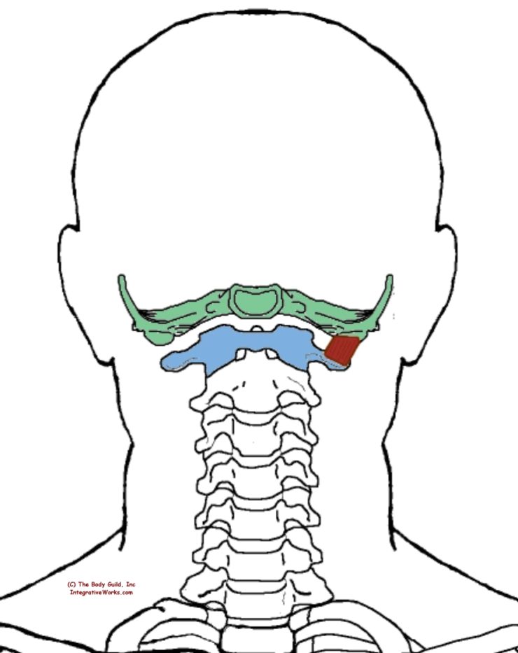 Anterior Suboccipital Muscles - Functional Anatomy - Integrative Works