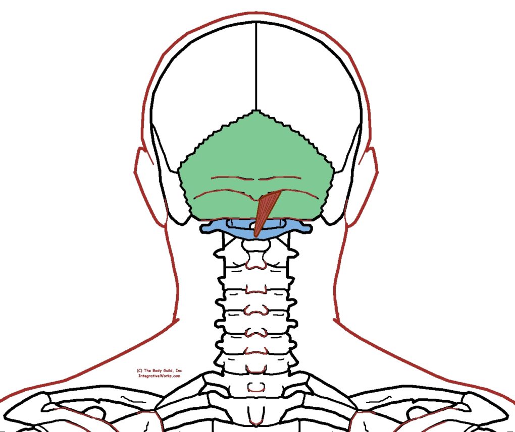 Suboccipital muscles - Functional Anatomy - Integrative Works