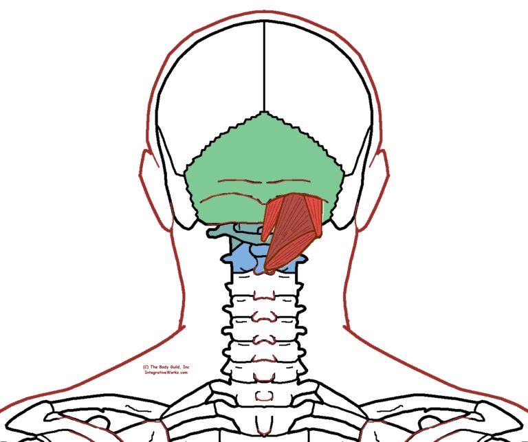 Suboccipital muscles - Functional Anatomy - Integrative Works