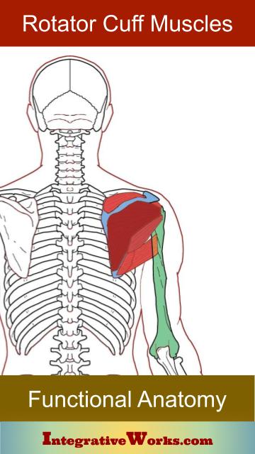 SITS Tendons - Neuromuscular Massage Protocol - Integrative Works