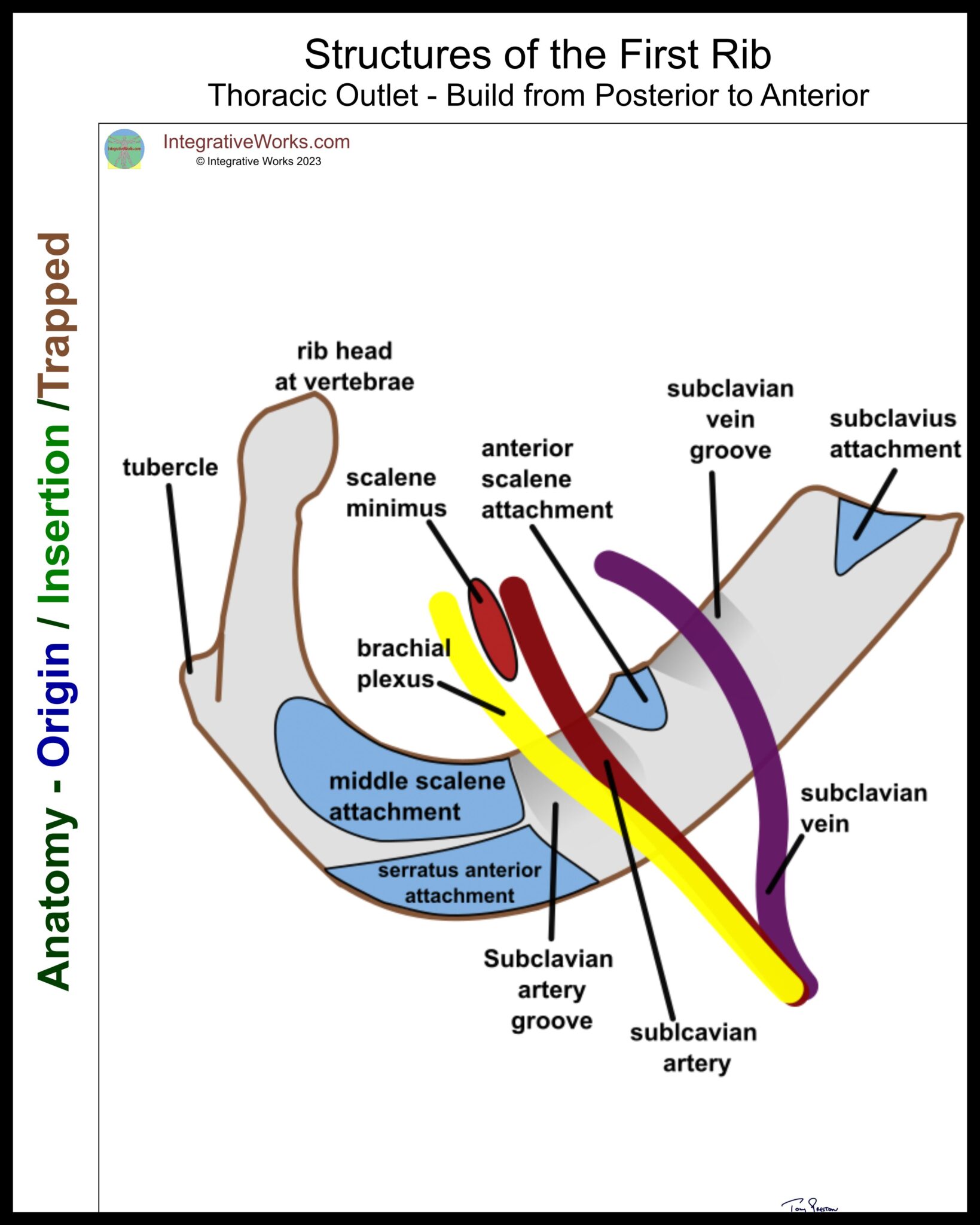 Thoracic Outlet - Functional Anatomy - Integrative Works