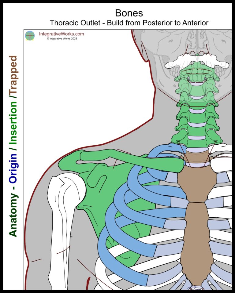 Thoracic Outlet - Functional Anatomy - Integrative Works