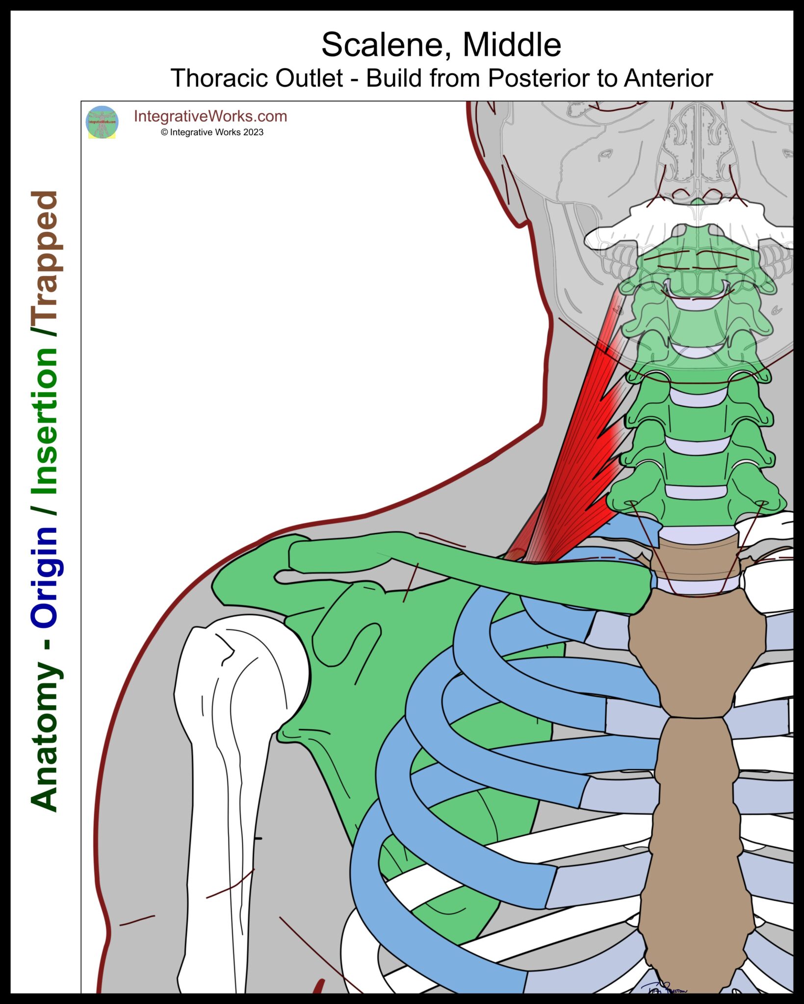 Thoracic Outlet - Functional Anatomy - Integrative Works