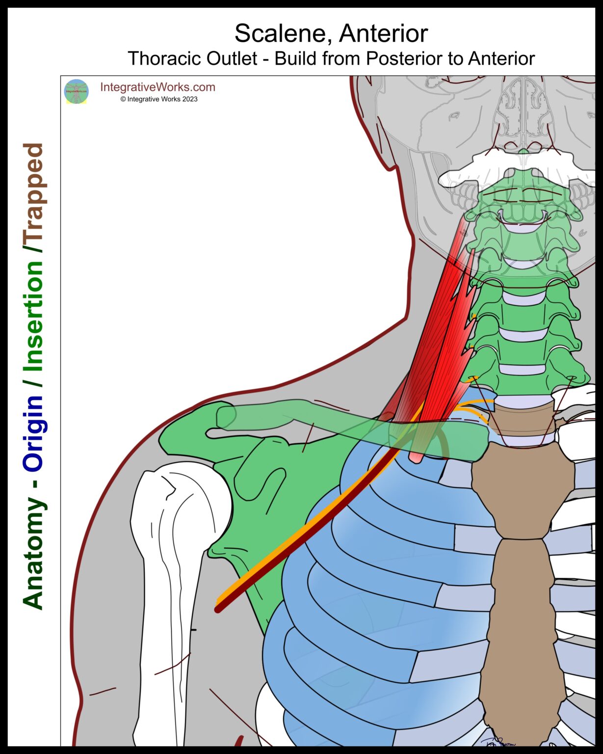 Thoracic Outlet - Functional Anatomy - Integrative Works