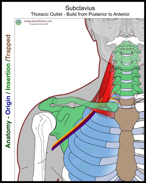 Thoracic Outlet - Functional Anatomy - Integrative Works