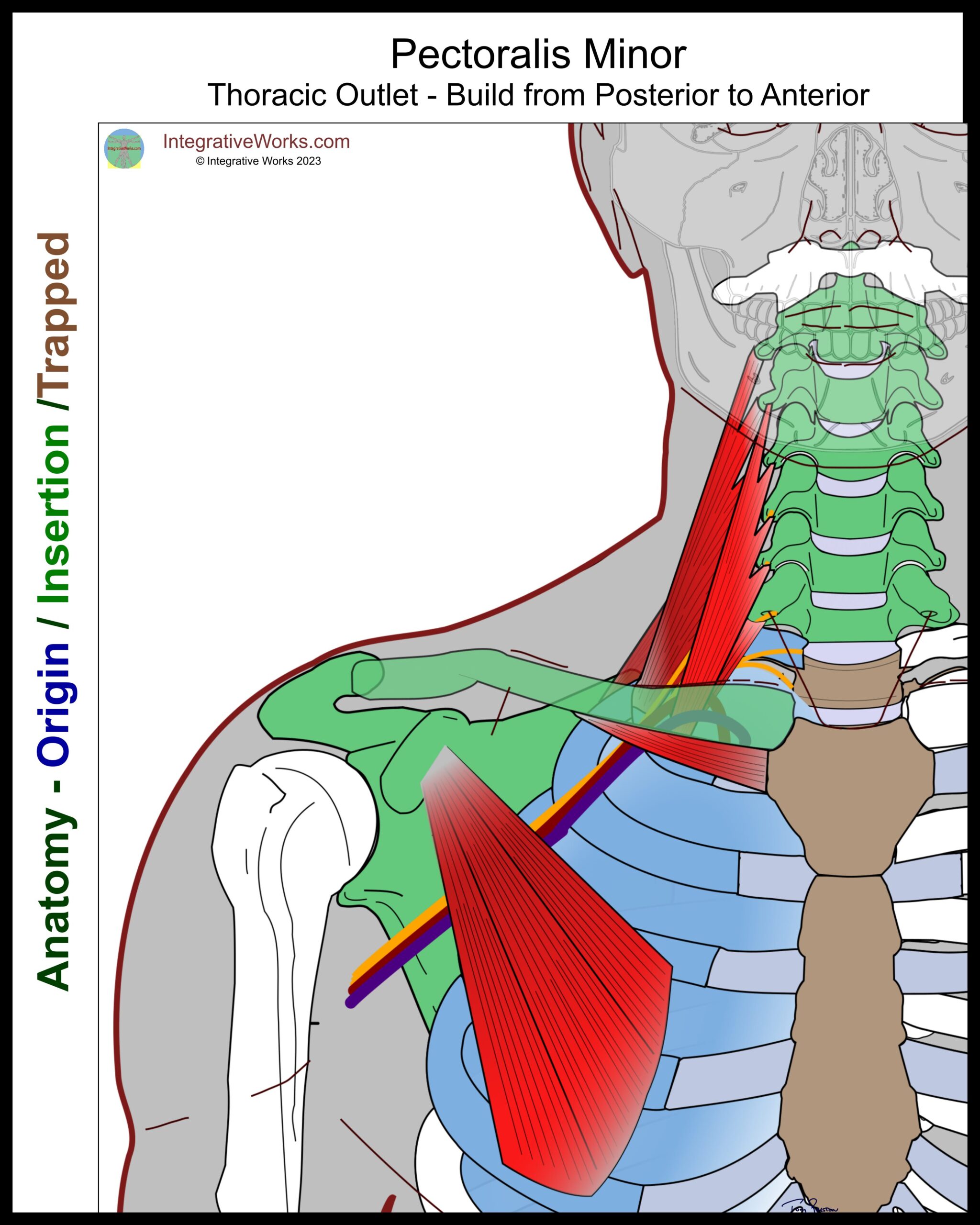 Thoracic Outlet - Functional Anatomy - Integrative Works