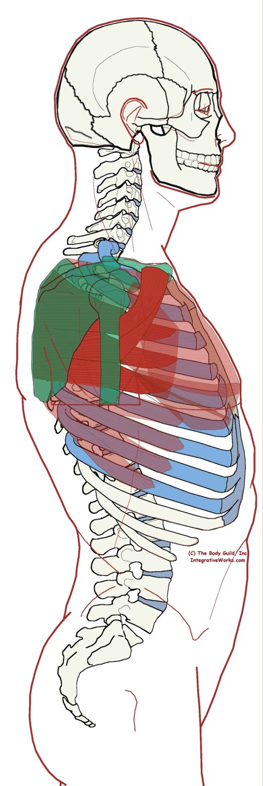Extrinsic Chest Muscles - Functional Anatomy - Integrative Works