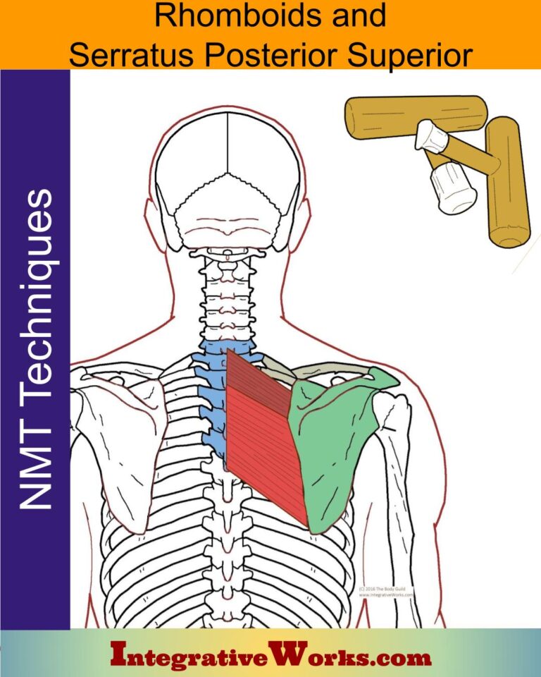 Rhomboids & Serratus Posterior Superior - Neuromuscular Massage ...