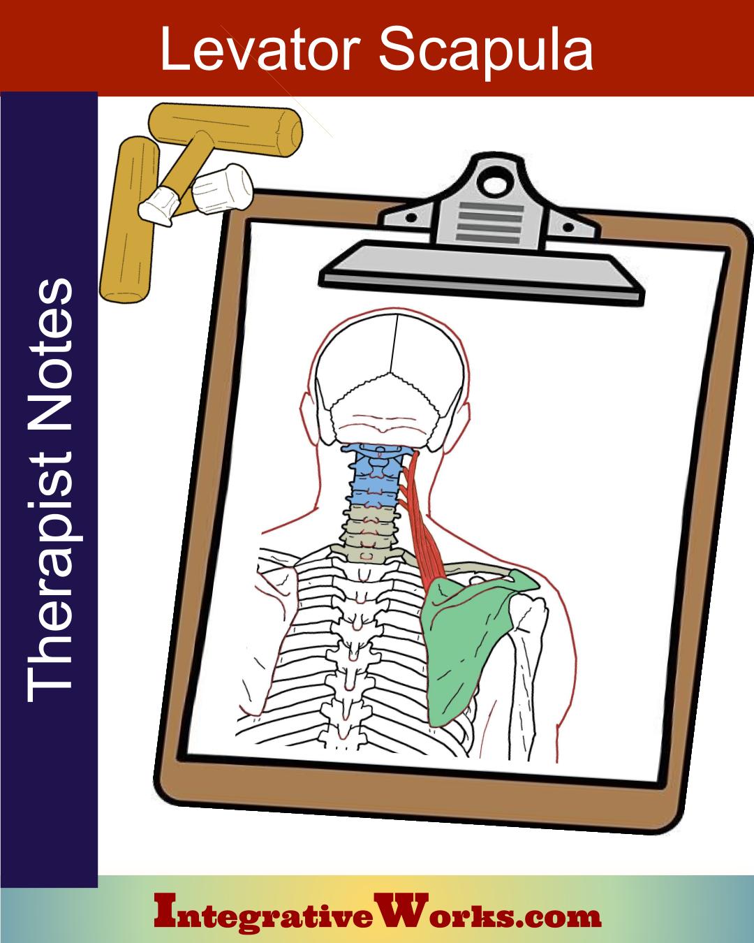 Levator Scapula - Massage Therapy Notes - Integrative Works
